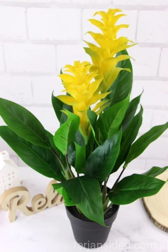 Kurkuma w doniczce YD365 yellow - Sklep internetowy Terjan